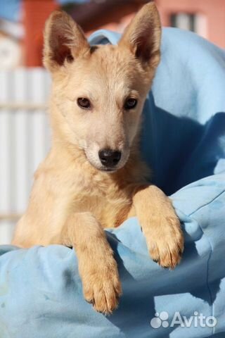 Щенок Персик 5 месяцев в дар