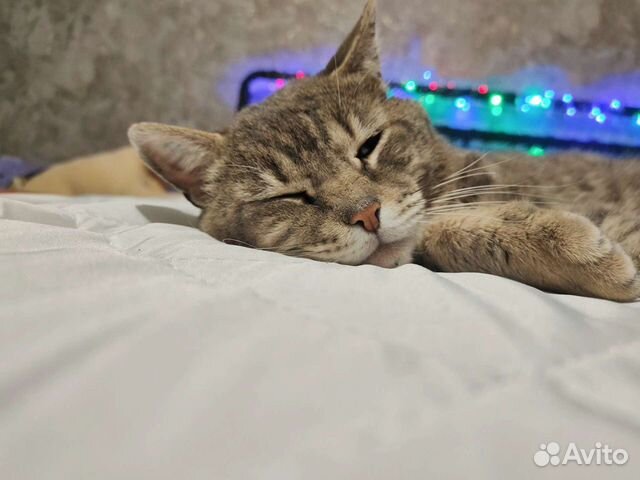 Кот, нежный гулёна, ищет маму и папу