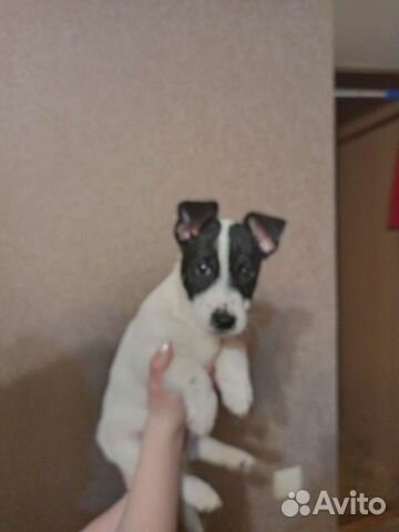 Щенки джек рассел терьер