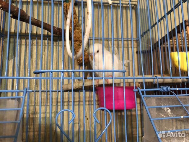 Волнистый попугай