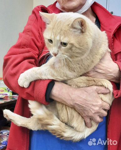 Котик Персик