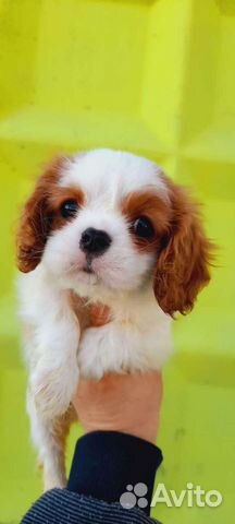Кавалер кинг чарльз спаниель девочка