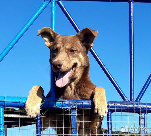 Каштановое счастье