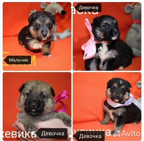 Щеночки в добрые руки