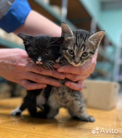 Котята "Заводские"