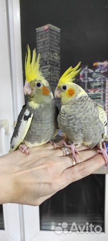 Ручные птенчики корелл выкормыши