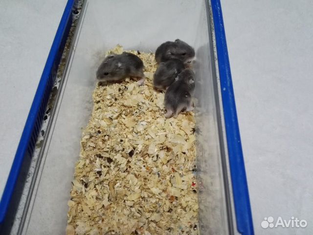 Джунгарские хомячки