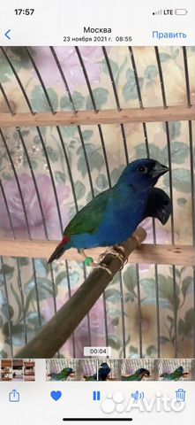 Молодой самец форбес