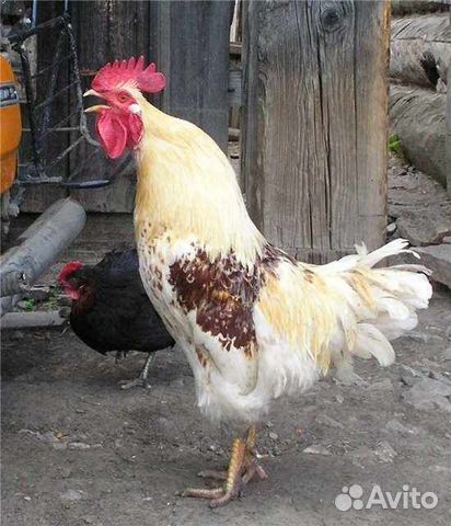 Петушки подрощенные Ломан Браун