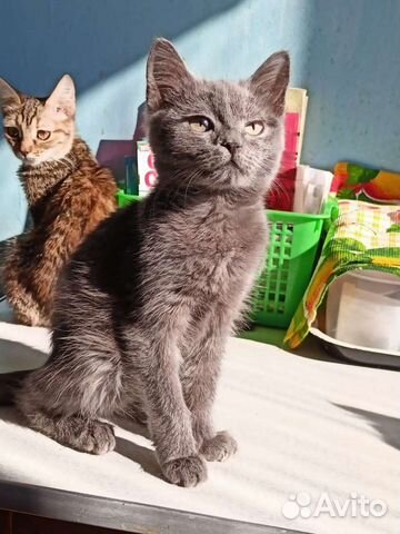 Кошечки подростки