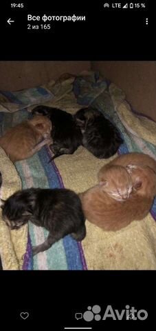 Котята в добрые руки