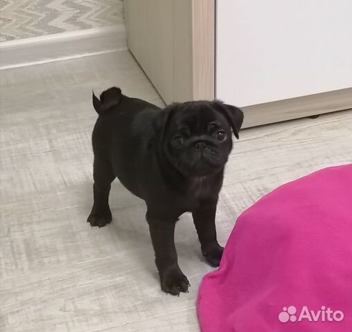 Мопс щенок (мальчик)