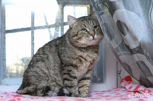 Котик Барсик