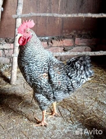 Петухи(обмен-продажа)