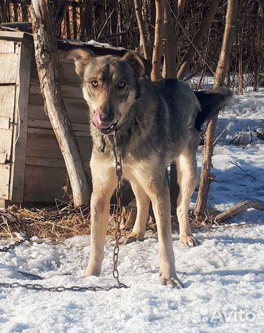 Моника собака в дар. Доставка