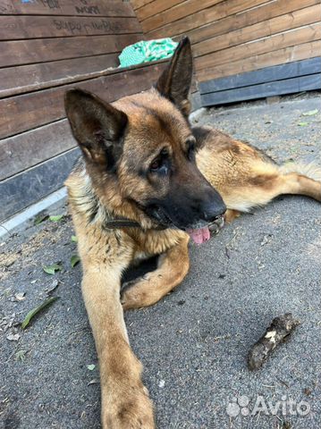 Собака немецкая овчарка(мальчик ) ) ищем хозяев