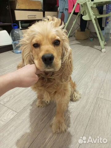 Кокер спаниель английский