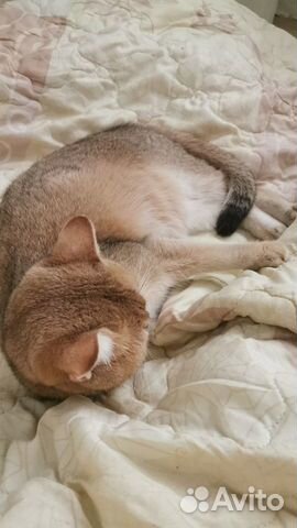 Кошка золотая тикированная шиншилла