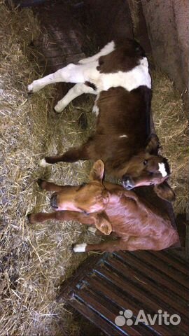 Телочки домашние