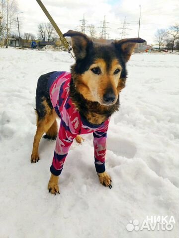 Собака в добрые руки