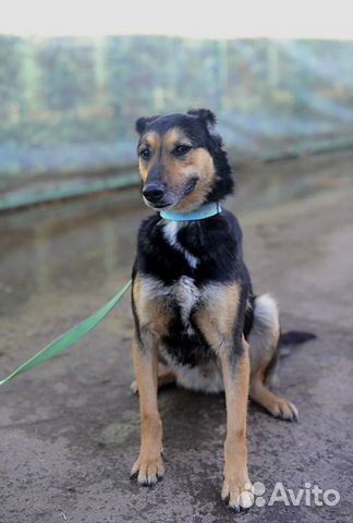 Маленький Рэми очень хочет домой