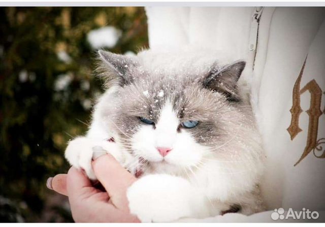 Регдолл клубные котята и кошечки