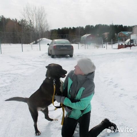 Отдам бесплатно