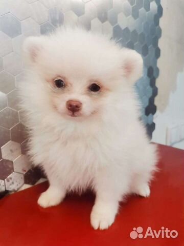 Щенки шпица