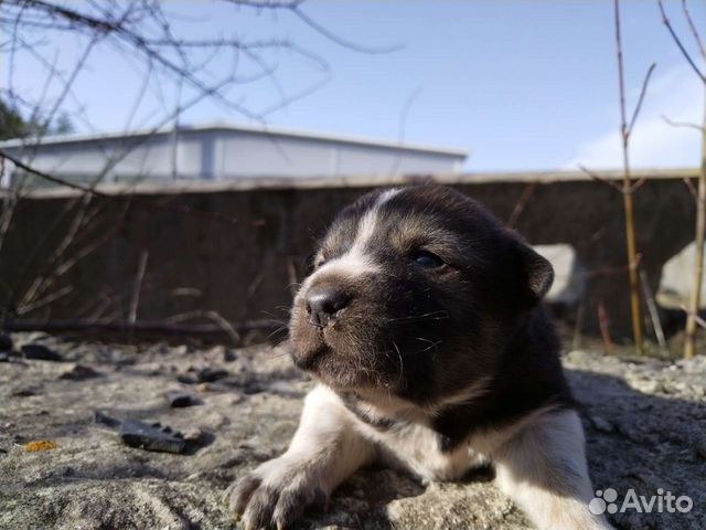 Отдам в добрые руки