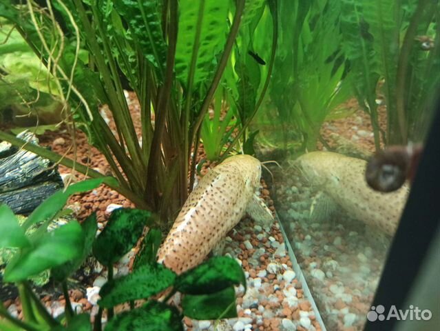 Пара Торакатумов