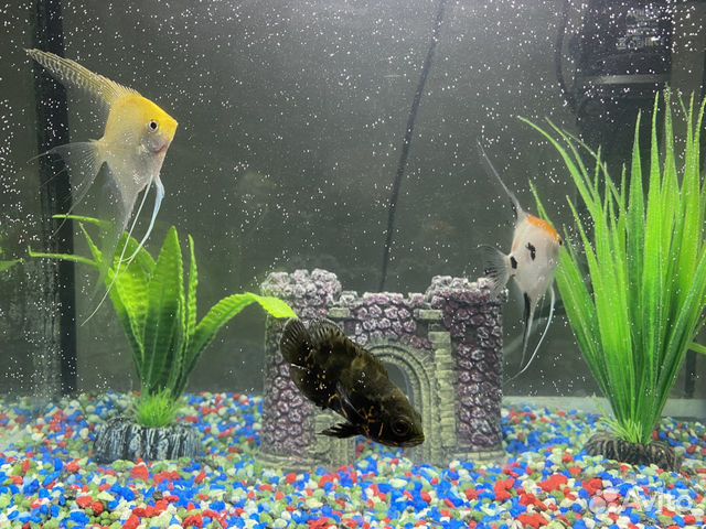 Астронотус тигровый