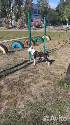 Стаффорд вязка (5 лет)