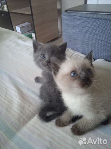 Котята шотландской веслоухой
