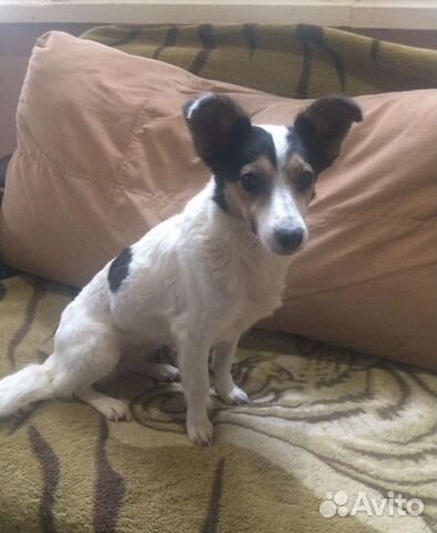 Мелкая лопоушка в добрые руки