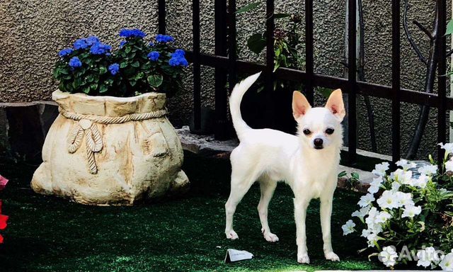 Ищем девочку для вязки