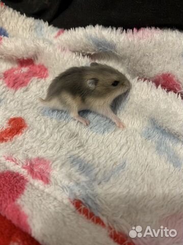 Джунгарские хомячата и мамочка