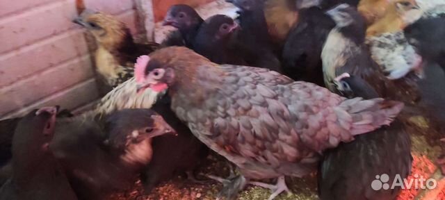 Петушки Маран, Ухейилюй, Лакеданзи