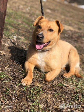 Молодой пёс Гамлет в дар