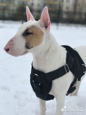 Стандартный бультерьер