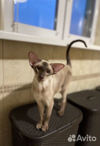 Молодая кошечка