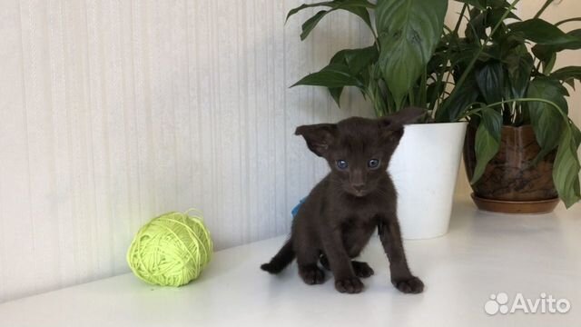 Котёнок от Чемпиона Мира