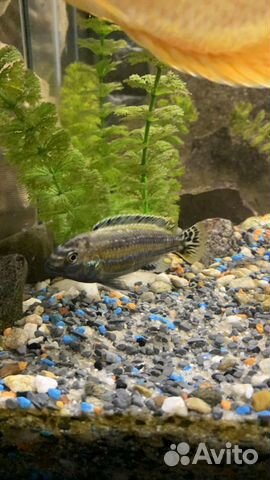 Меланохромис