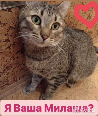 Ваша Милаша