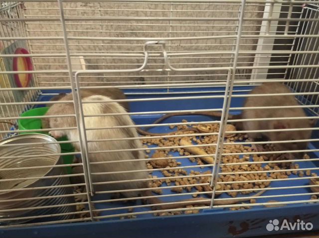 Крыски дамбо