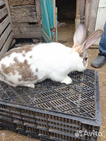 Кролики мясных пород