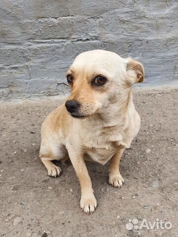 Лола миниатюрная собака ищет дом