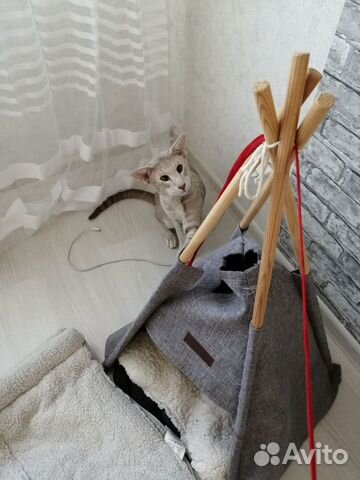 Кот вязка