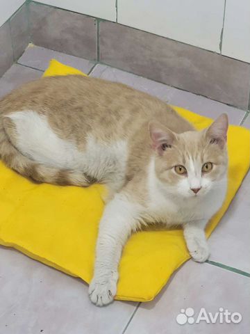Кошка