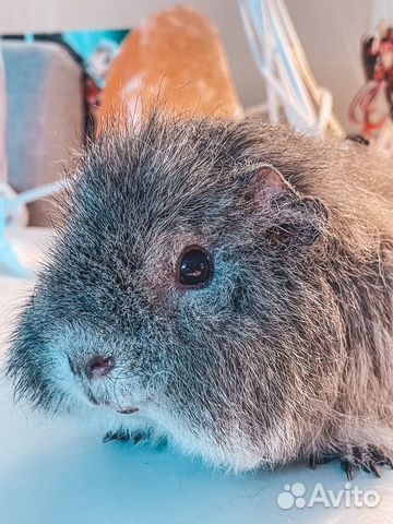 Морские свинки