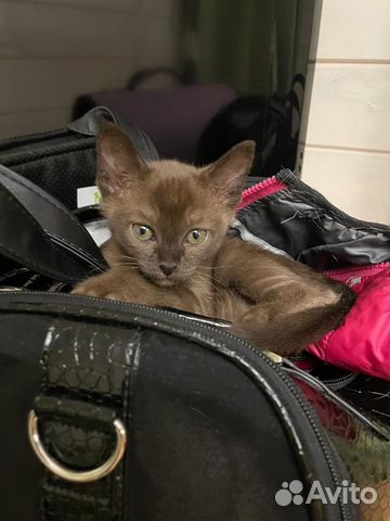 Бурманские котята